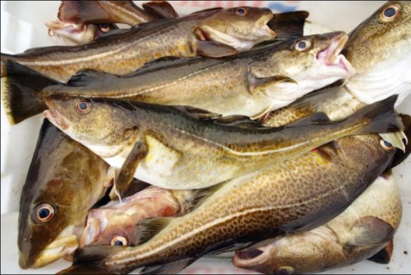 15 Best tasting freshwater fish to eat - Food 4 Kitchen